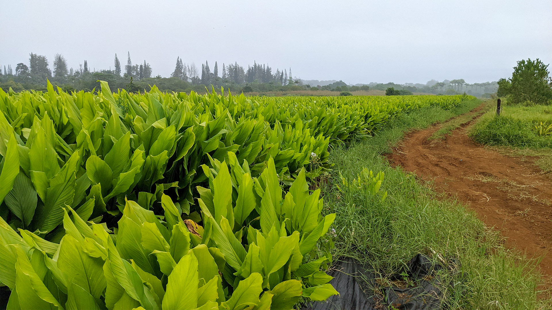Build a Career Around Kava Culture | Pu'iwa Hawaiian Farms