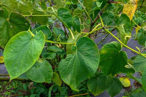 Revitalizing Hawaiian 'awa Culture | Pu'iwa Hawaiian Farms