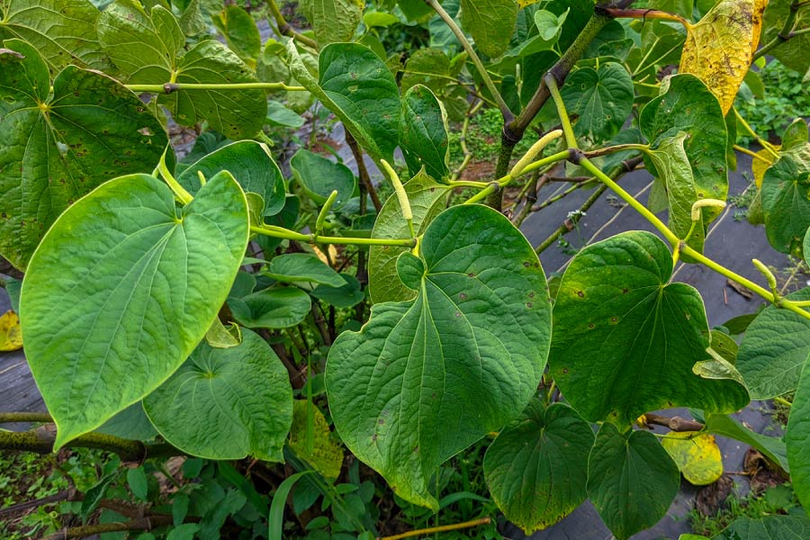 Revitalizing Hawaiian 'awa Culture | Pu'iwa Hawaiian Farms